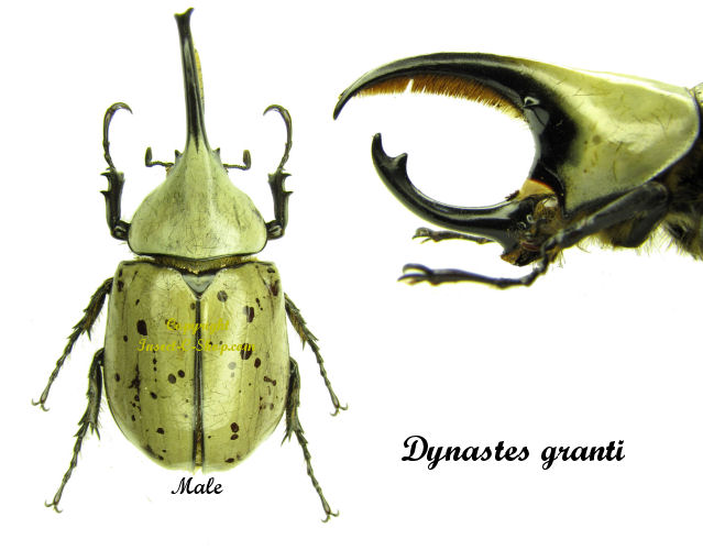 Dynastes granti