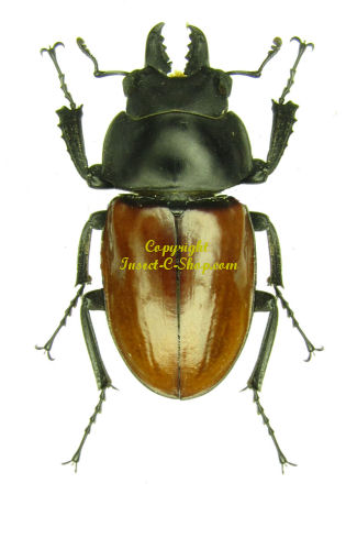 Lucanidae Archives - Insect collector's shop | Collectionneur d'insectes