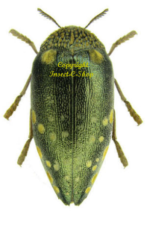 Sternocera castanea boucardii