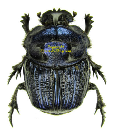 Coprophanaeus - Alchetron, The Free Social Encyclopedia