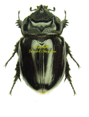 Dynastidae Archives - Insect collector's shop | Collectionneur d'insectes