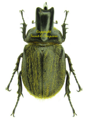 Dynastidae Archives - Insect collector's shop | Collectionneur d'insectes