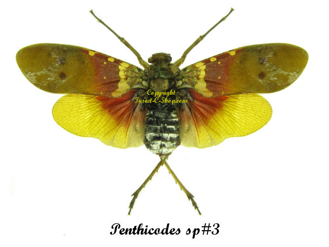 Penthicodes sp #3 ( spread ) - Insect collector's shop | Collectionneur ...