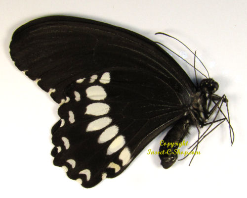 Papilio alphenor nicomachus