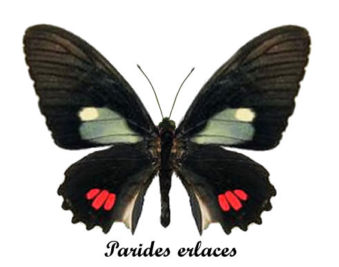Parides erlaces
