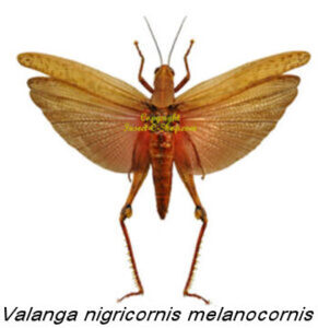 New arrivals - Insect collector's shop | Collectionneur d'insectes