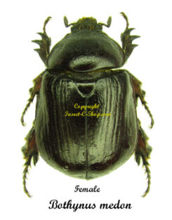Bothynus medon - Insect collector's shop | Collectionneur d'insectes