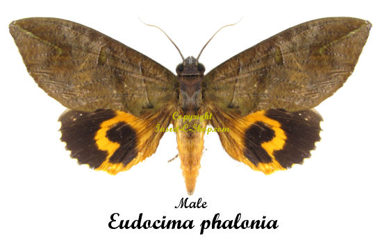Eudocima phalonia - Insect collector's shop | Collectionneur d'insectes