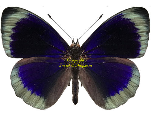 Asterope adamsi - Insect collector's shop | Collectionneur d'insectes