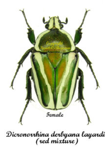 New arrivals - Insect collector's shop | Collectionneur d'insectes
