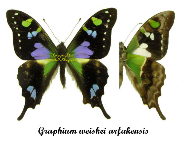 Graphium weiskei arfakensis - Insect collector's shop | Collectionneur ...