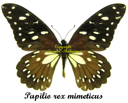 Papilio rex mimeticus - Insect collector's shop | Collectionneur d'insectes