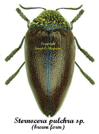 Sternocera pulchra sp. - Insect collector's shop | Collectionneur d ...
