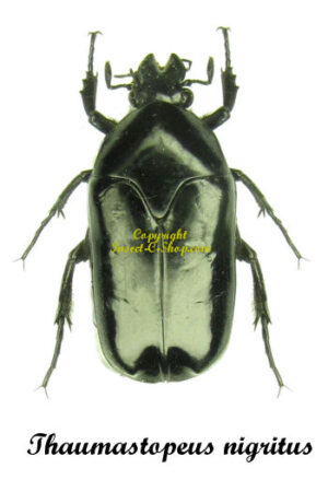 Thaumastopeus nigritus - Insect collector's shop | Collectionneur d ...