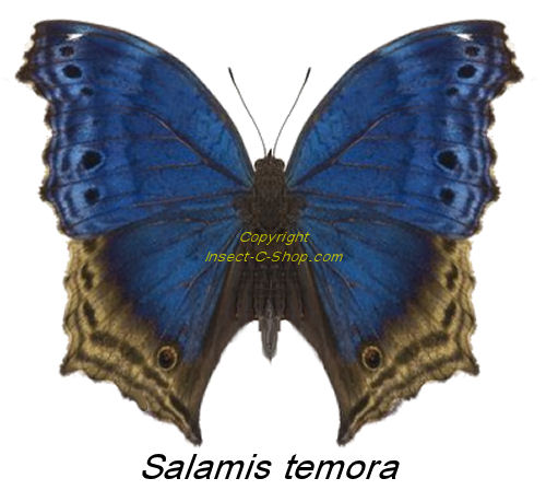 Salamis temora - Insect collector's shop | Collectionneur d'insectes