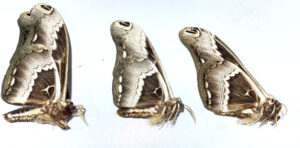 Dactyloceras lucina ( 3pcs ) - Insect collector's shop | Collectionneur ...