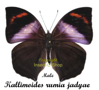 Kallimoides rumia jadyae - Insect collector's shop | Collectionneur d ...