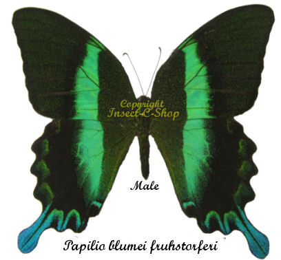 Papilio ( Achillides ) blumei fruhstorferi - Insect collector's shop ...