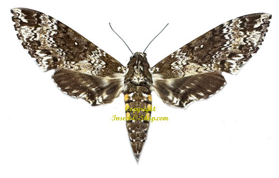 Manduca rustica rustica ( spread ) - Insect collector's shop ...