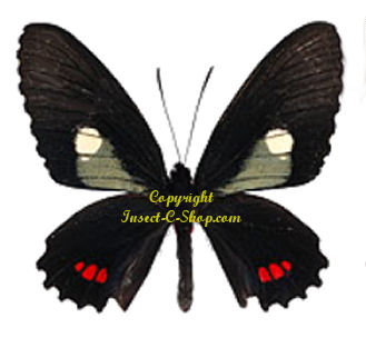 Parides erithalion chinchipensis - Insect collector's shop ...