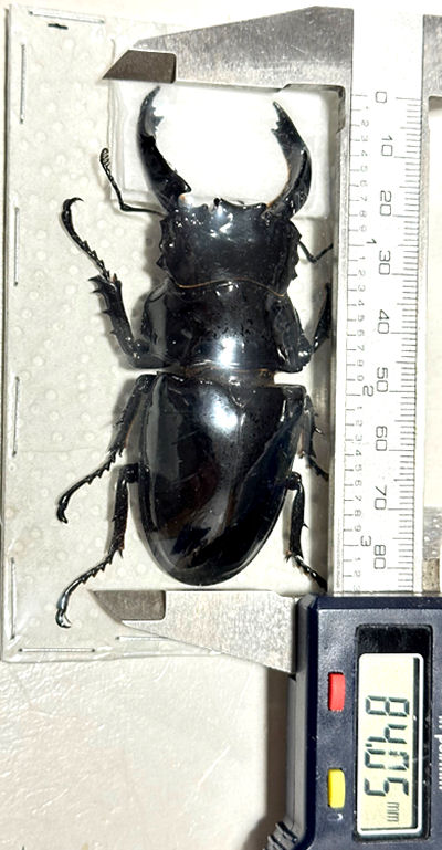 Mesotopus tarandus f. regius ( video ) - Insect collector's shop ...