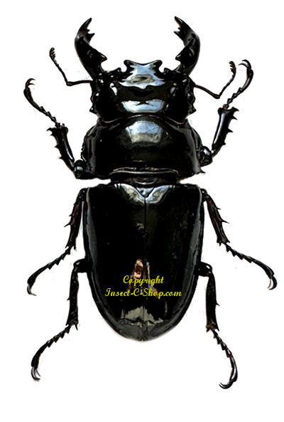 Mesotopus tarandus f. regius ( video ) - Insect collector's shop ...