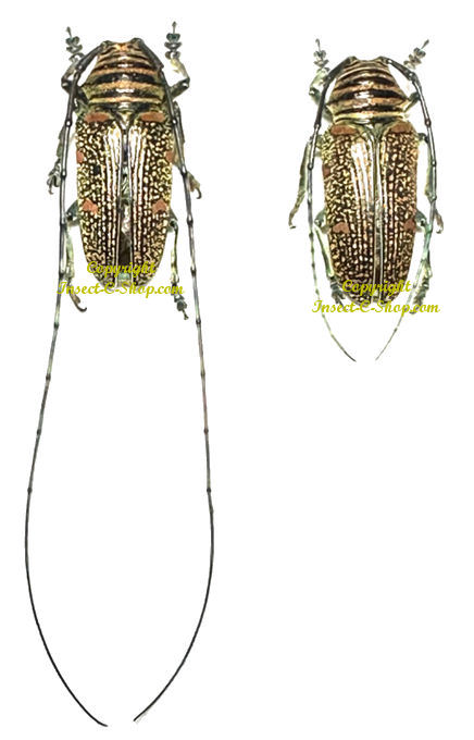 zographus regalis - Insect collector's shop | Collectionneur d'insectes