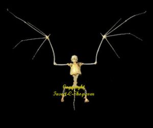 Otomops formosus - spread ( skeleton ) - Insect collector's shop ...