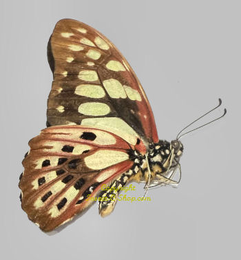 Graphium cyrnus - Insect collector's shop | Collectionneur d'insectes