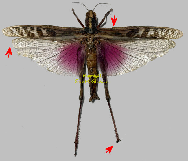 Orthoptera sp#29 - Insect collector's shop | Collectionneur d'insectes