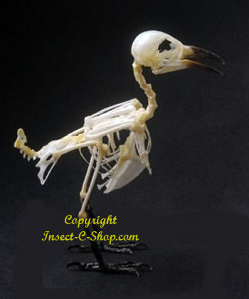 Pycnonotus aurigaster ( skeleton ) - Insect collector's shop ...